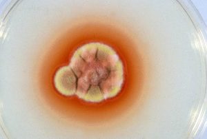 Hongos dimórficos - Life Worldwide ES